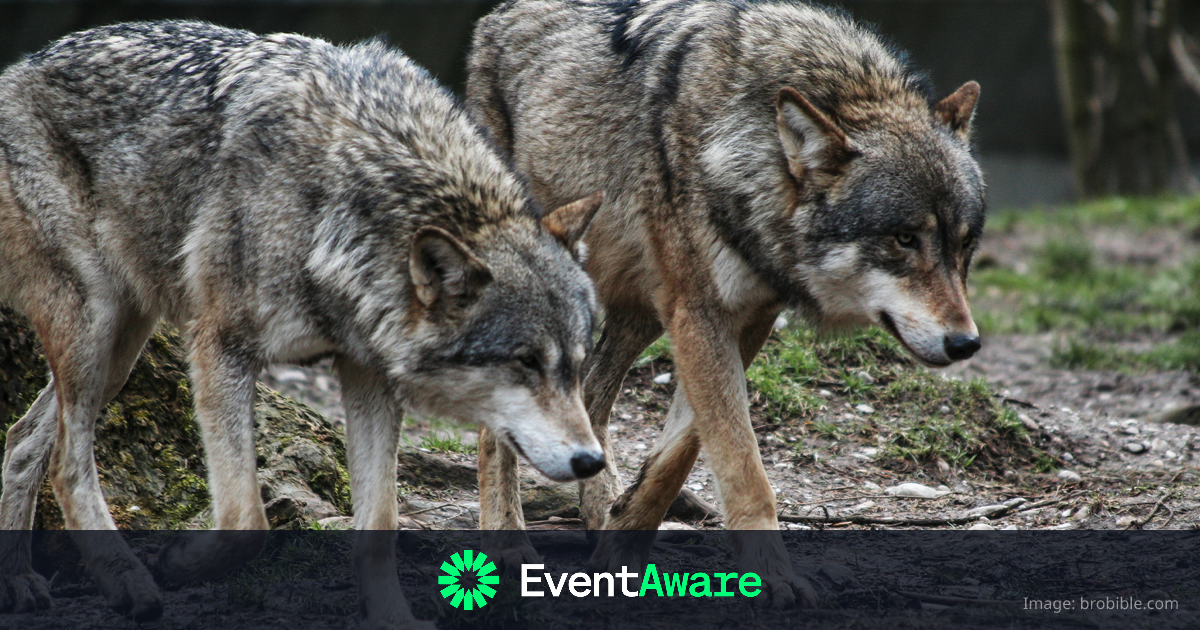 EventAware - Man Approaches and Provokes Pack of Wolves at Yellowstone ...